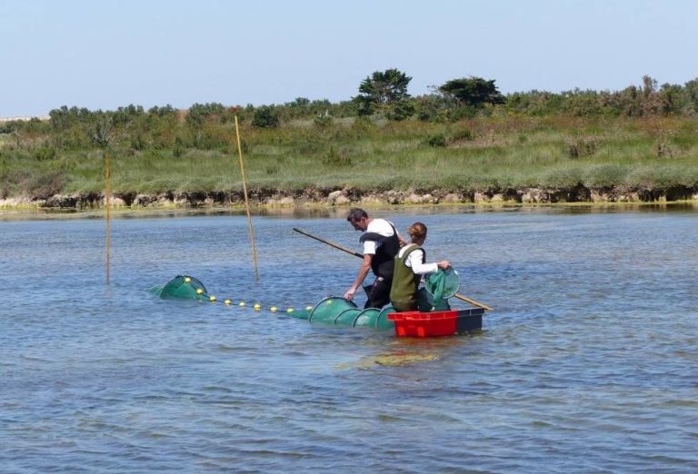 Terrain compartiment ‘poisson’, Fier d’Ars, Ecomusée – PAMPAS